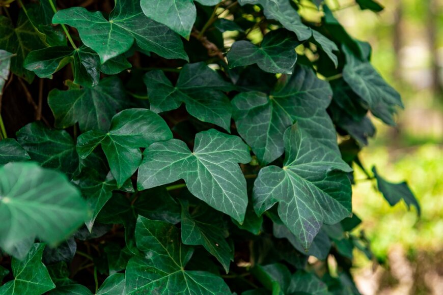 寄せ植えガーデニングスキミアのつぼみと組み合わせてカワイイ おすすめの花3選 チンチョウゲクリスマスローズヘデラ 寄せ植えのコツは