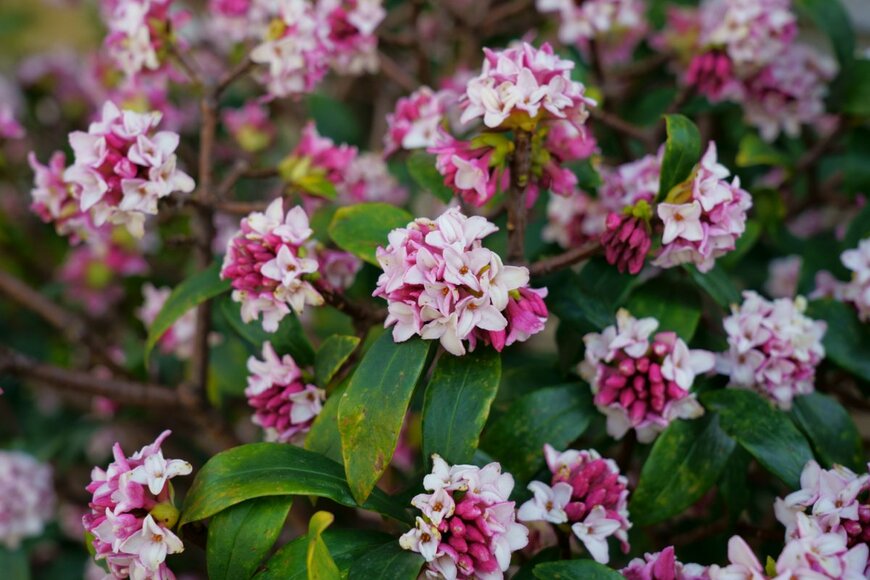 寄せ植えガーデニングスキミアのつぼみと組み合わせてカワイイ おすすめの花3選 チンチョウゲクリスマスローズヘデラ 寄せ植えのコツは