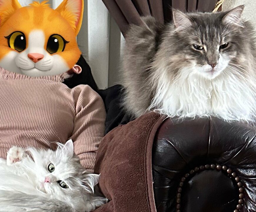 昼寝していたママさんが猫のたまり場に 可愛い勝ち誇り顔に反響 SNSで人気の犬・猫を写真つきで紹介シリーズ | LIMO | くらしとお金の経済メディア