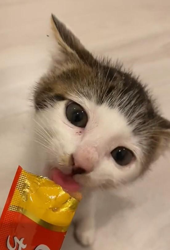 前髪柄の保護子猫「ちゅ～るの食べ方」にXユーザー大興奮【5000いいね】 犬猫1カ月にかかる費用についてもご紹介 | LIMO | くらしとお金の経済メディア