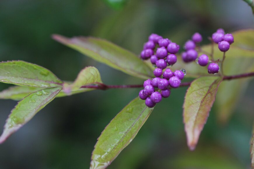 【ガーデニング】NHK大河ドラマ【光る君へ】 紫式部「源氏物語」ゆかりの植物の魅力や育て方 色鮮やかな紫の実、葉は紅葉も楽しめる… 魅力がたくさんの植物 | 2ページ目 | LIMO ...