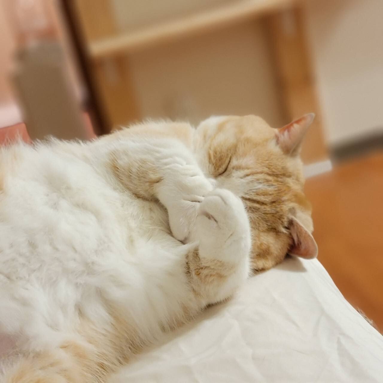 見てるだけで幸せ…駄々をこねる猫さん「まだ起きたくないにゃ」twitterで話題のモフモフ猫が可愛い|ニフティニュース