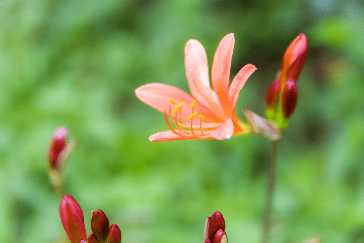 【NHK朝ドラ・らんまん】牧野博士が愛したオレンジ色の花「キツネノカミソリ」その魅力や育て方 神木隆之介さん主演！2023年度前期 連続テレビ小説『らんまん』第5週のシーンを彩る花 | 3 ...