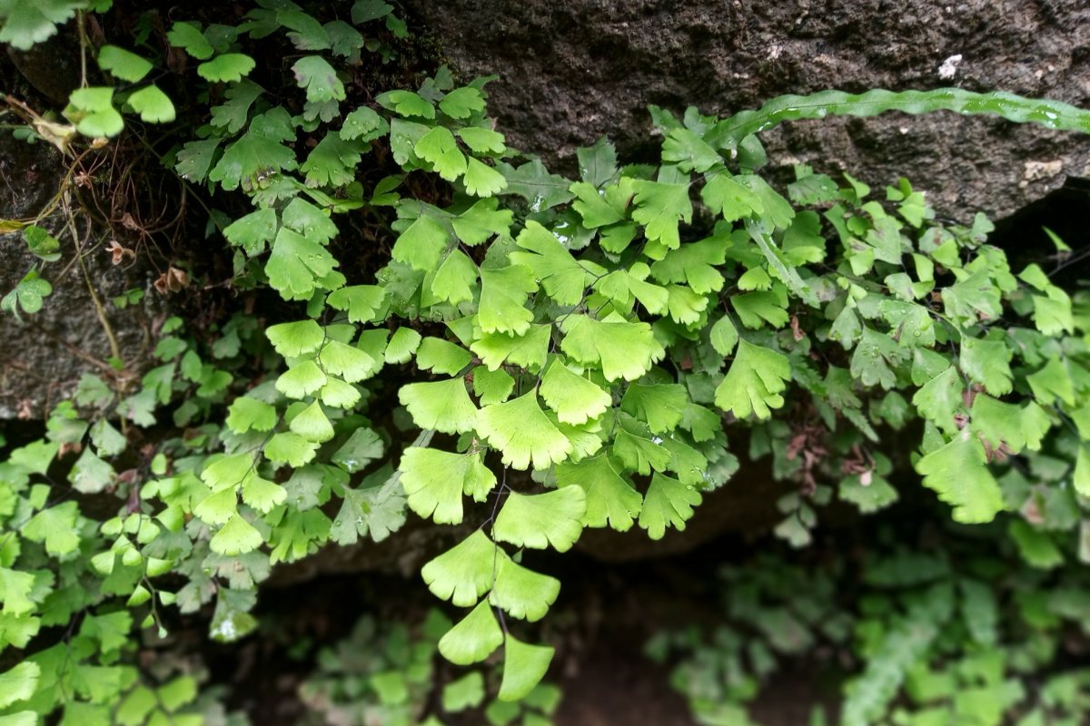 NHK朝ドラ【らんまん】第14週のサブタイトル「ホウライシダ」その魅力や育て方に迫る 定番人気の観葉植物アジアンタムとして愛されるシダ植物 | LIMO | くらしとお金の経済メディア