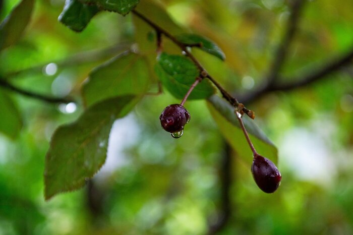 NHK朝ドラ【らんまん】第13週のサブタイトル「ヤマザクラ」その魅力や育て方に迫る 日本野山に自生する、野性味あふれる花が美しいサクラの原種 | LIMO | くらしとお金の経済メディア