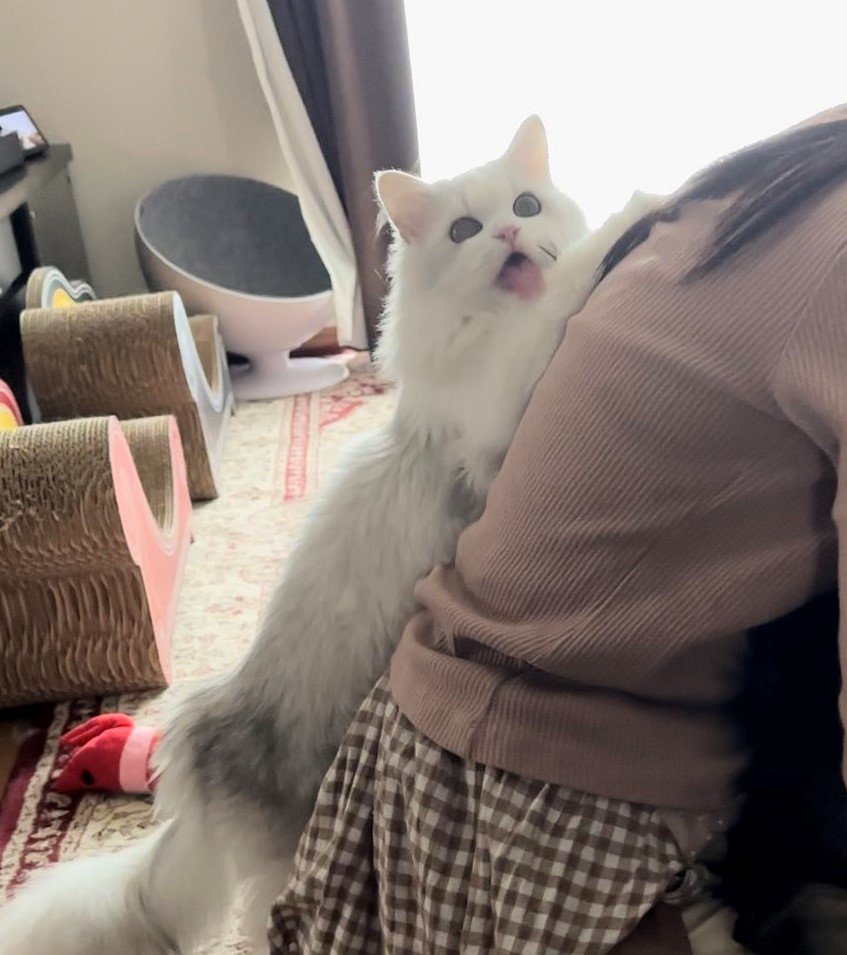 ママを取られ嫉妬に燃えた猫、ひょうきんな絶望顔に1.2万いいね SNSで人気の猫を写真つきで紹介シリーズ | 2ページ目 | LIMO | くらしとお金の経済メディア