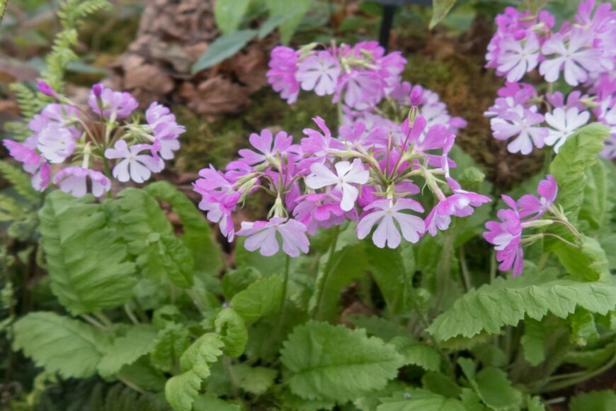 【ガーデニング】色とりどりで冬の庭を華やかに彩るプリムラ その魅力やさまざまな品種11選を紹介 園芸品種として人気のプリムラ 原種の中には花姿が大きく異なるものも存在 | 3ページ目 ...