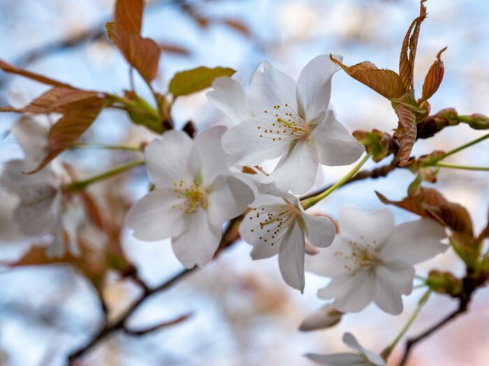 NHK朝ドラ【らんまん】第13週のサブタイトル「ヤマザクラ」その魅力や育て方に迫る 日本野山に自生する、野性味あふれる花が美しいサクラの原種 | LIMO | くらしとお金の経済メディア