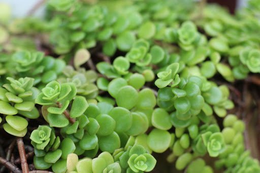 NHK朝ドラ【らんまん】第12週のサブタイトル「マルバマンネングサ」その魅力や育て方に迫る 「万年草」の名のとおり、強くて寿命が長い常緑の多年草 | LIMO | くらしとお金の経済メディア