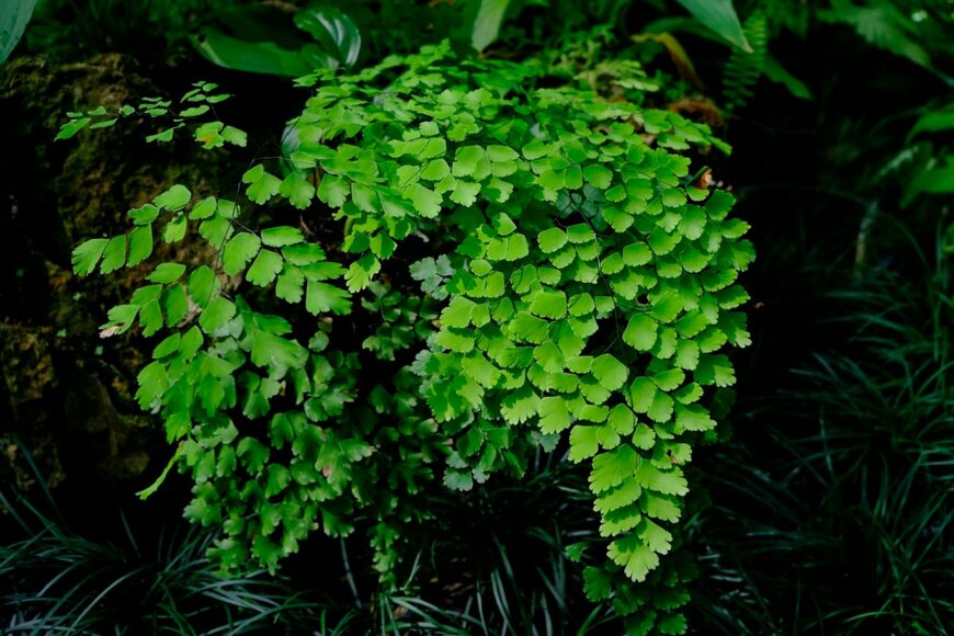 NHK朝ドラ【らんまん】第14週のサブタイトル「ホウライシダ」その魅力や育て方に迫る 定番人気の観葉植物アジアンタムとして愛されるシダ植物 | LIMO | くらしとお金の経済メディア