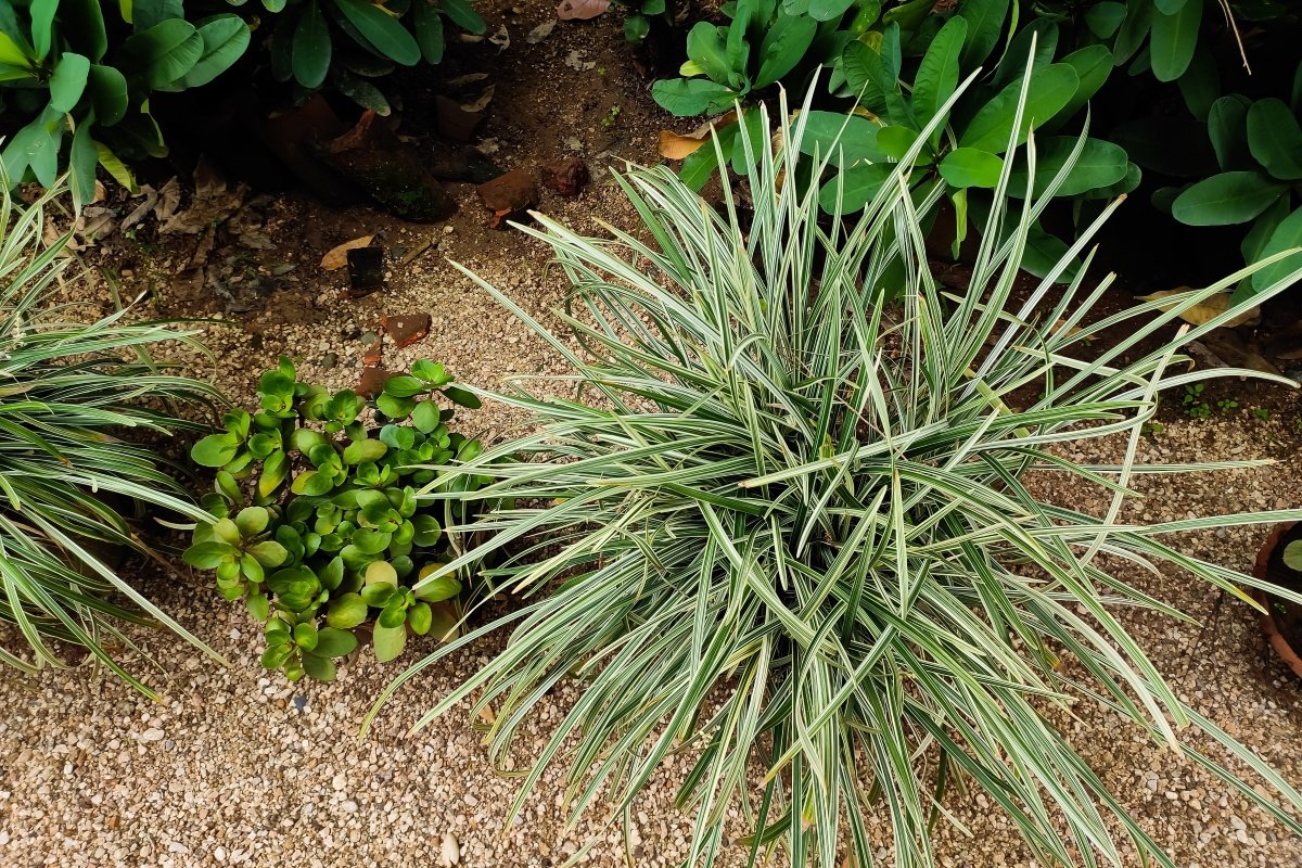 【ガーデニング】深まる秋はカラフルな葉物で！秋の庭にオススメ〈カラーリーフ7選〉 銅葉やダークカラーがシックなカラーリーフで、秋ガーデンを大人っぽい雰囲気に | 4ページ目 | LIMO ...