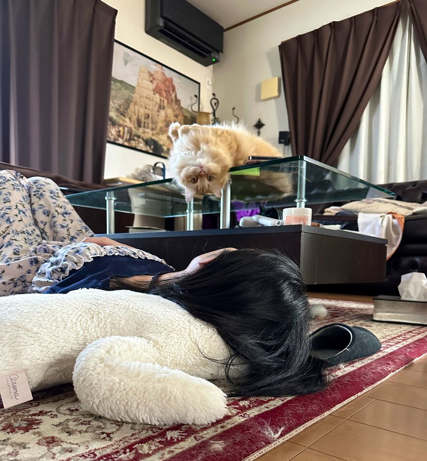 妻が昼寝していると、猫が…爆笑の「煽り」に反響続出 SNSで人気の犬・猫を写真つきで紹介シリーズ | LIMO | くらしとお金の経済メディア