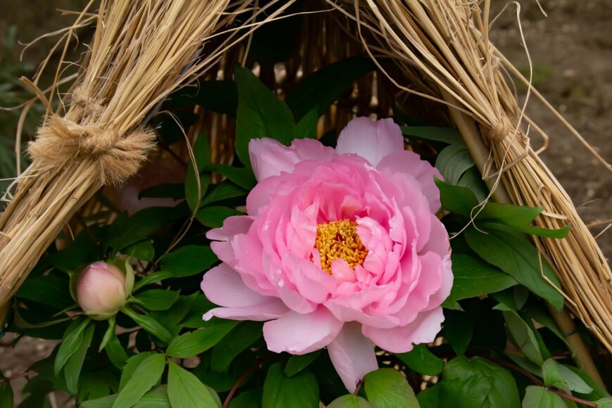 NHK朝ドラ【らんまん】第7週のシーンを彩る優雅な花「牡丹（ボタン）」魅力や育て方に迫る！ 時代を超えて愛される、華やかな大輪 | LIMO | くらしとお金の経済メディア